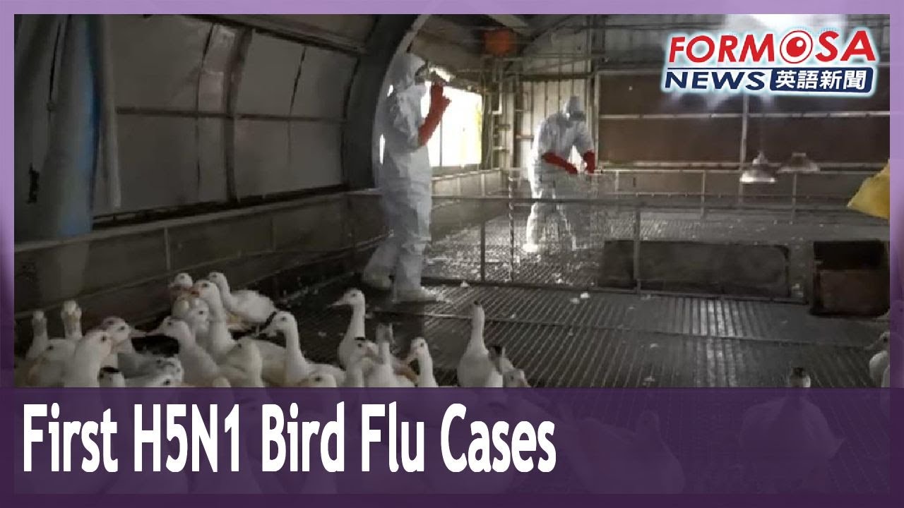 More than 5,000 ducks culled at Yilan farm after authorities confirm ...