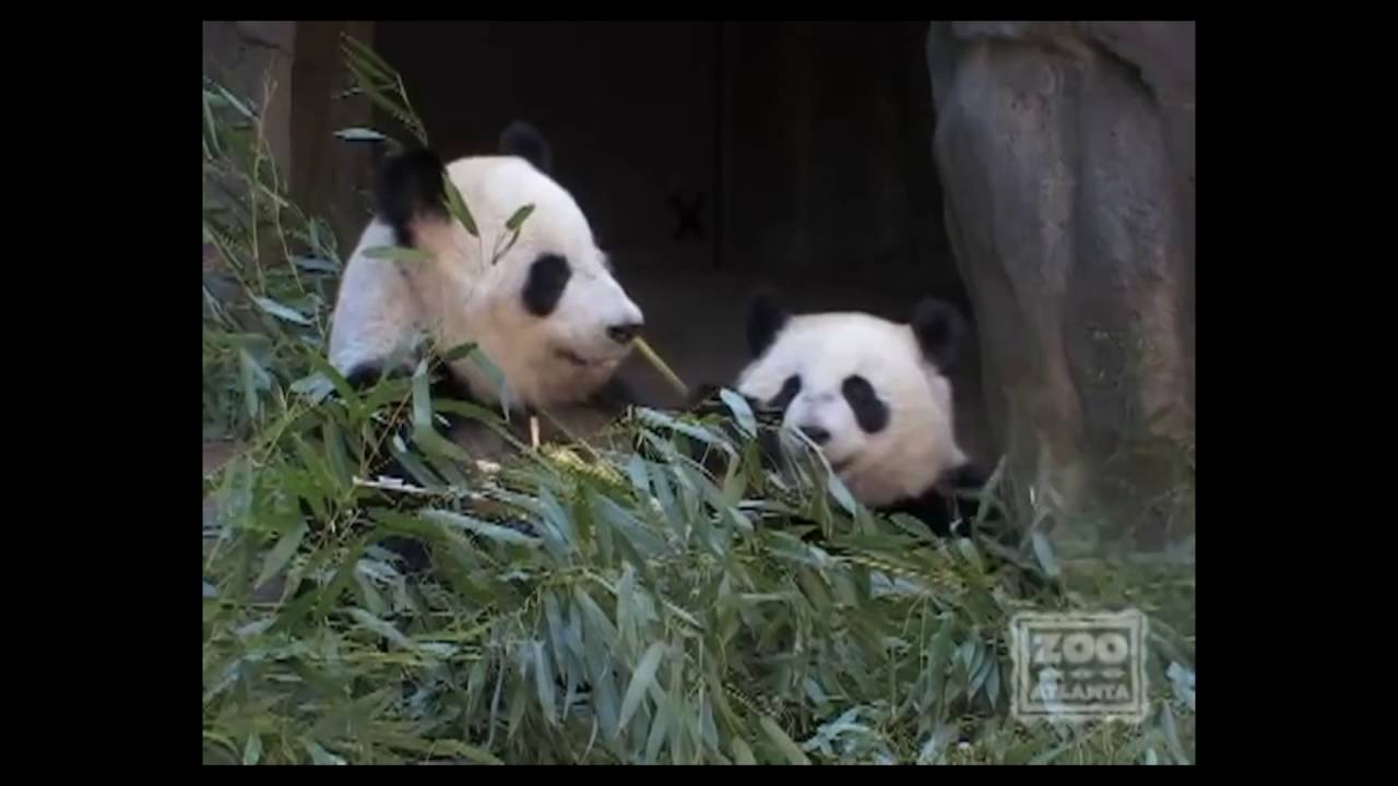 Tiger Flash Ep.1 Introduction - YouTube