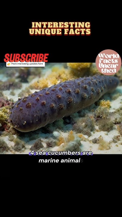 Unique facts Sea cucumbers are marine animals with extraordinary ...