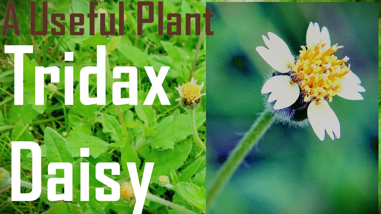 Benefits of Tridax Procumbens - YouTube