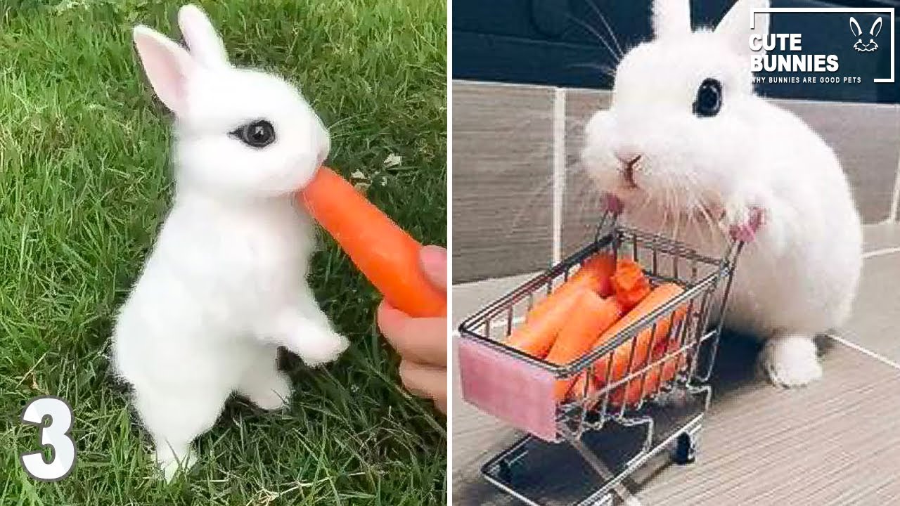 Is This The World's Cutest Bunnies? ♥️3 - YouTube
