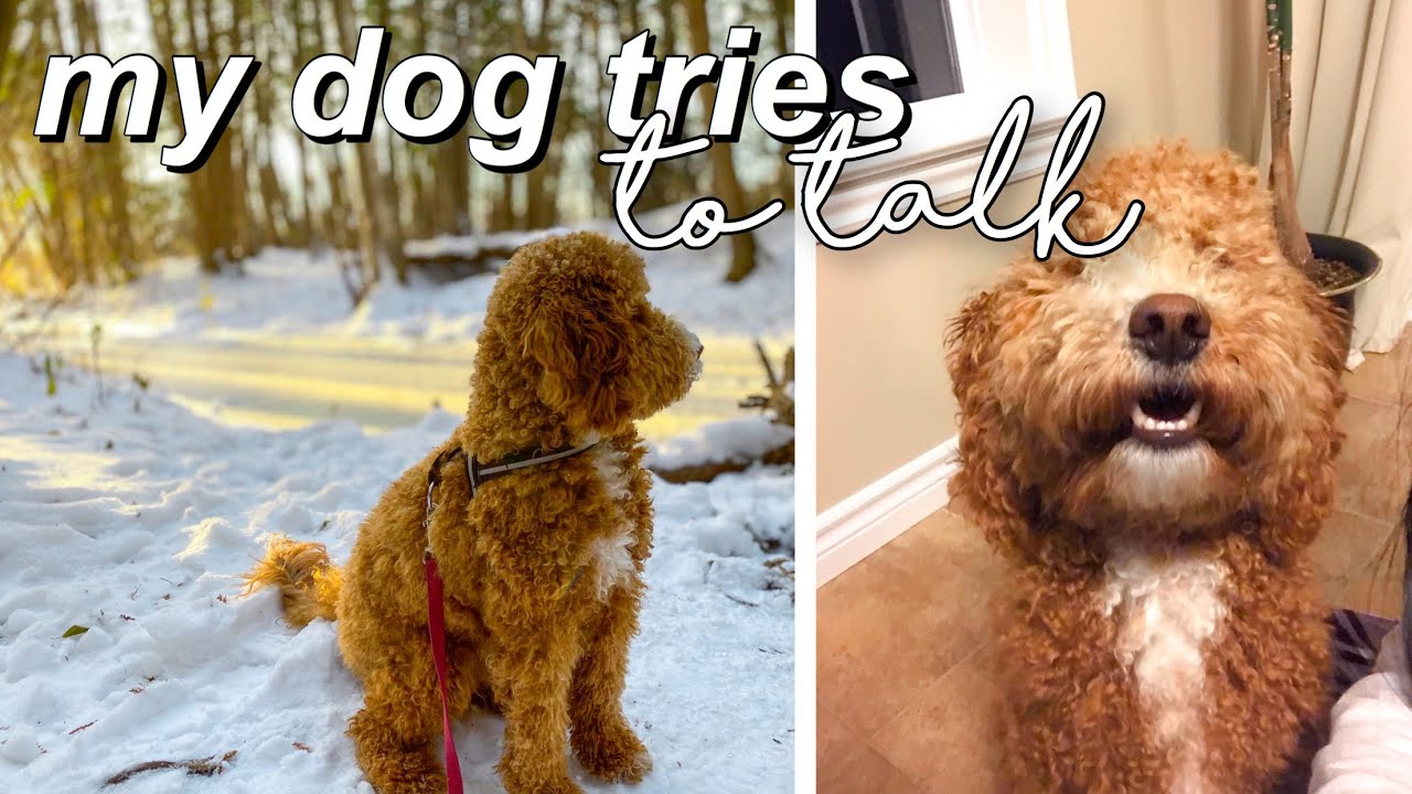 My Dog Tries To Talk hilarious YouTube my-dog-tries-to-talk-hilarious-youtube