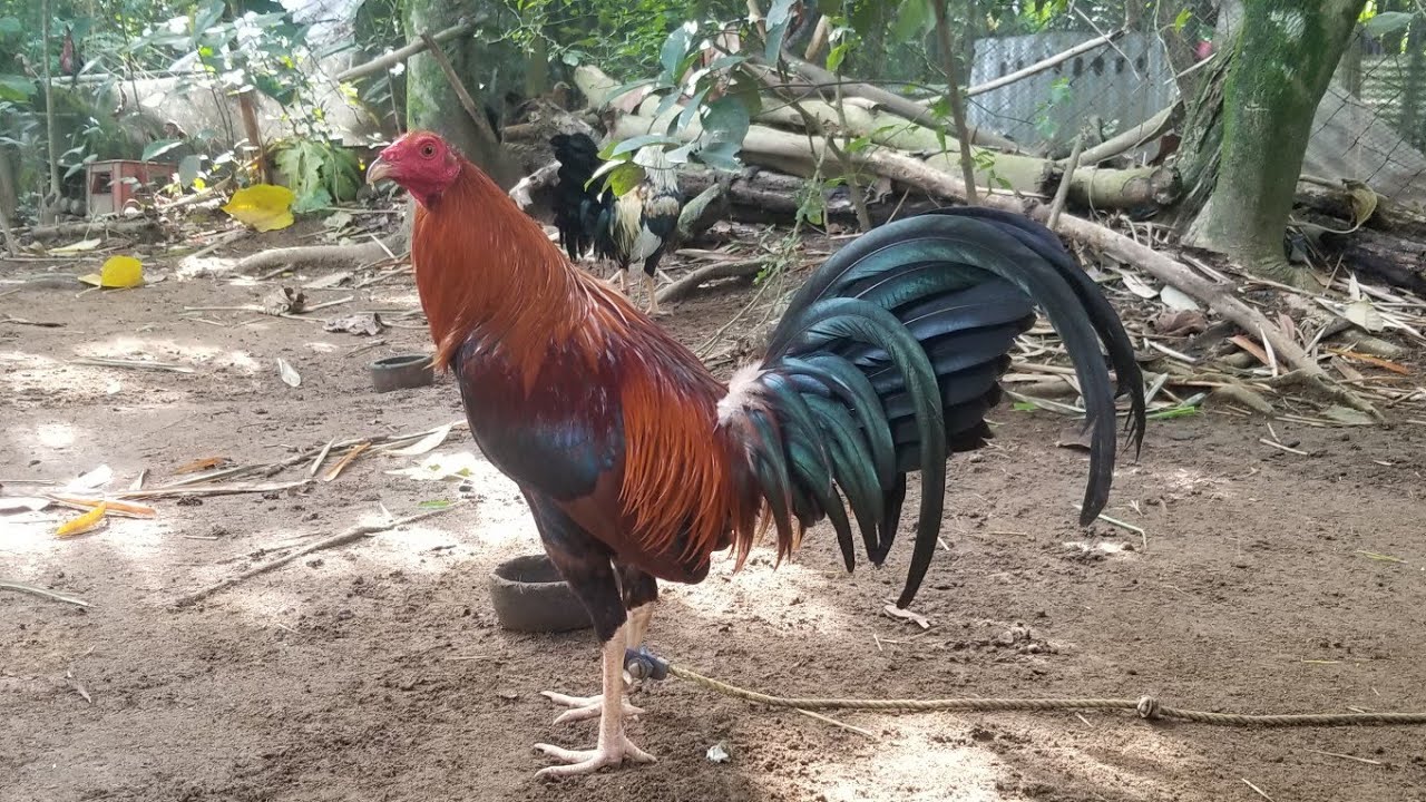 9 Months Old Yellow Legged Hatch X Gold Vlog#40 - YouTube