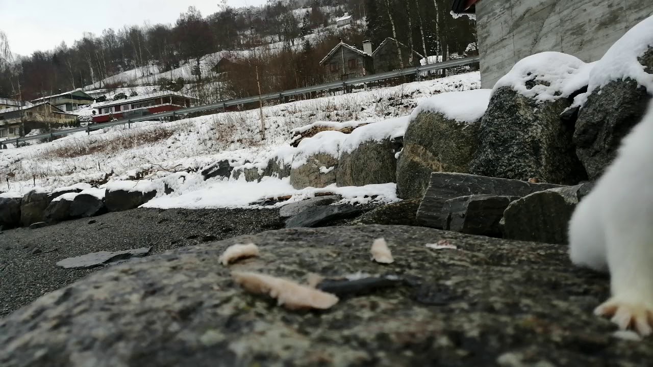 Mustela erminea (lasica hranostaj)... - YouTube