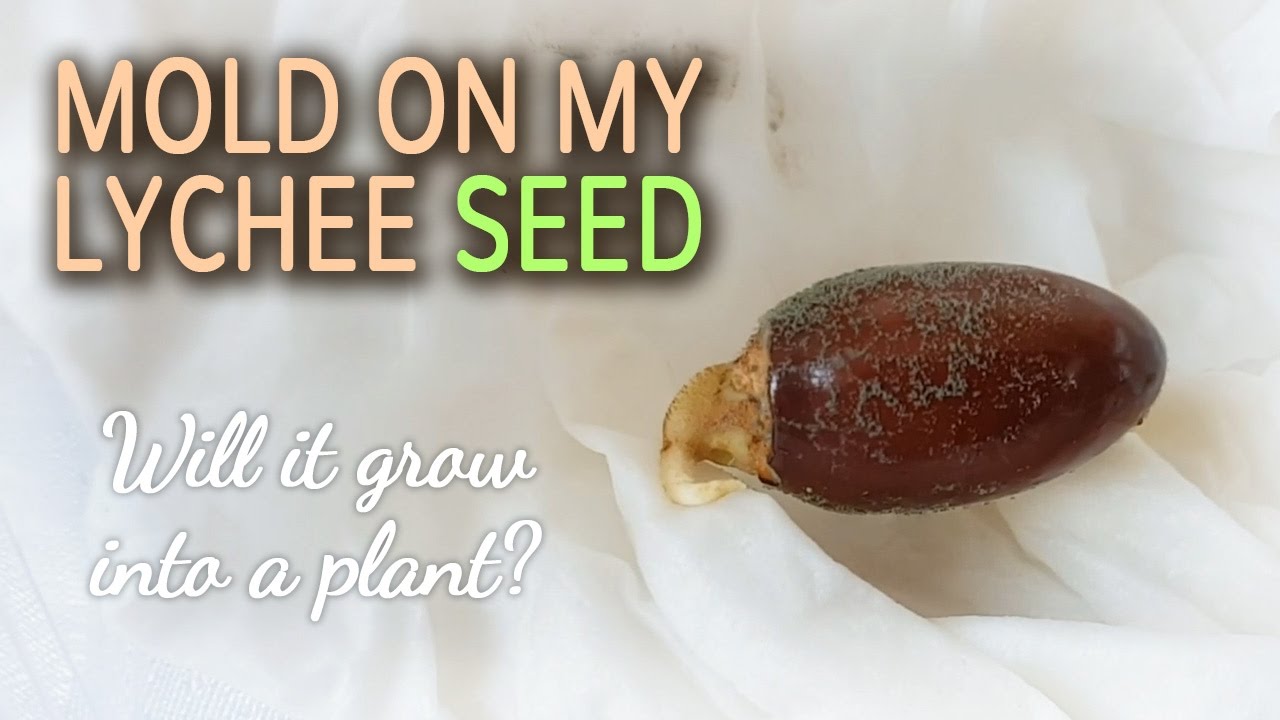 Mold On My Lychee Seed - 26.01.2017 - YouTube