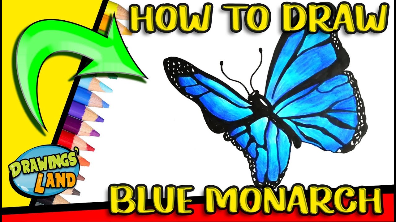 How to DRAW a BLUE MONARCH BUTTERFLY Easy Step by Step - YouTube