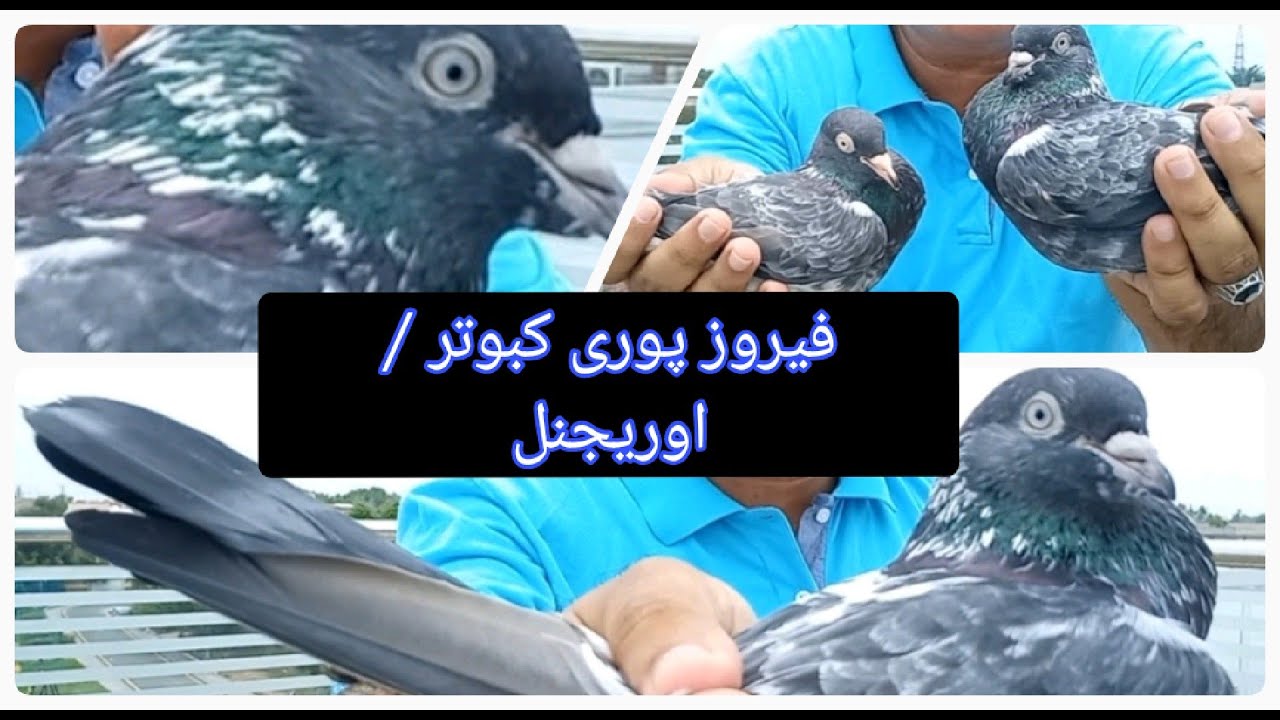 Orignal Ferozpuri Kabotar | Ferozpuri jora | Original Ferozpuri pigeon ...
