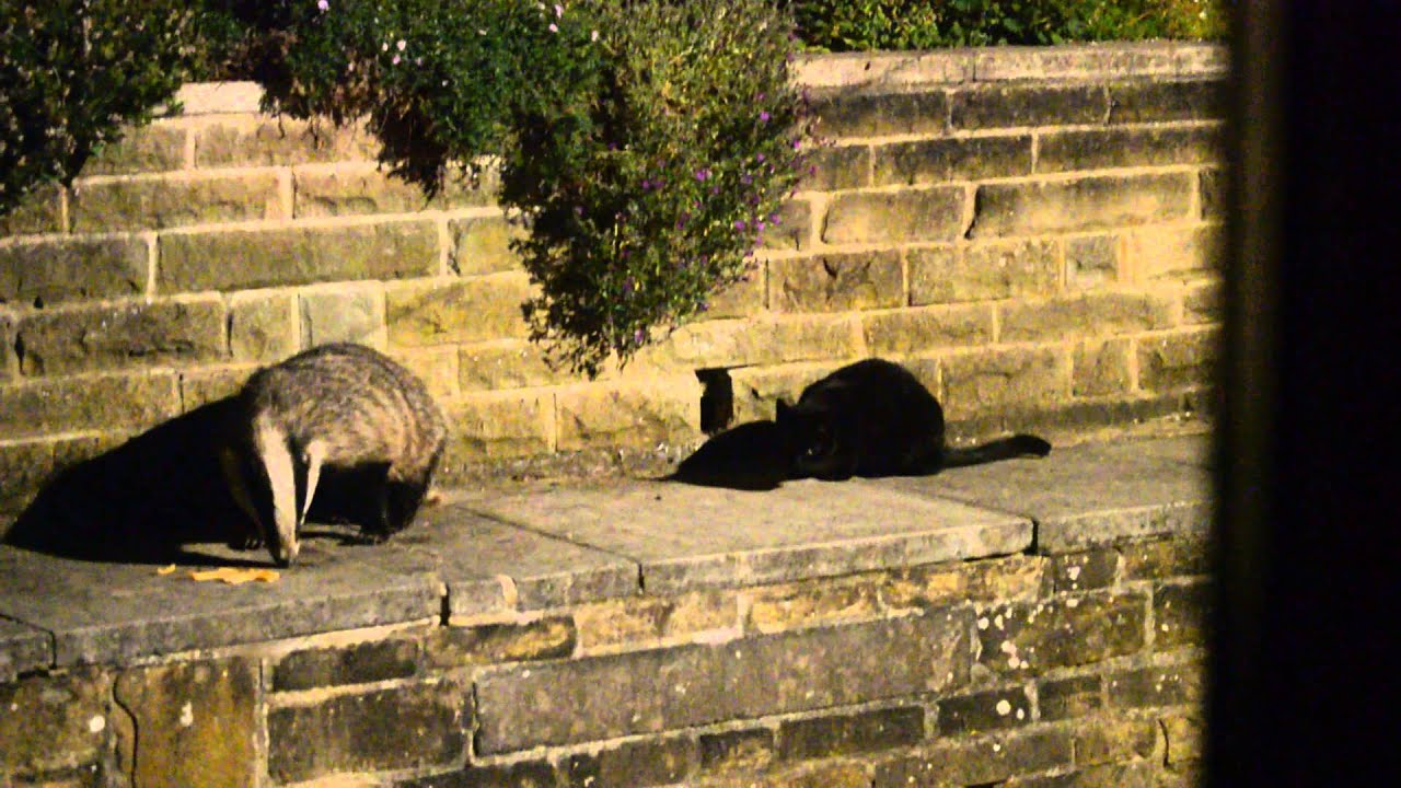 The Badger & The Cat - YouTube