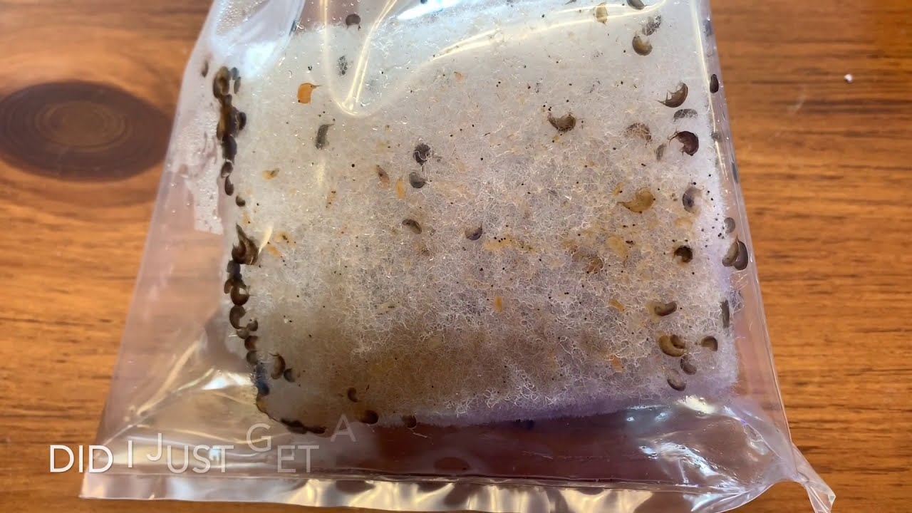 Unboxing 1000 pods to seed my reef tank!!! Aquarium Depot 1000 Pod ...