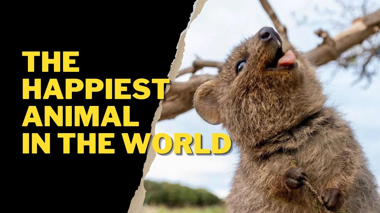 THE HAPPIEST ANIMAL IN THE WORLD - YouTube