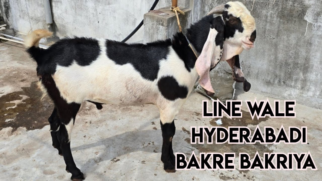Line wale hyderabadi bakre bakriya available in Hyderabad First Lancer ...