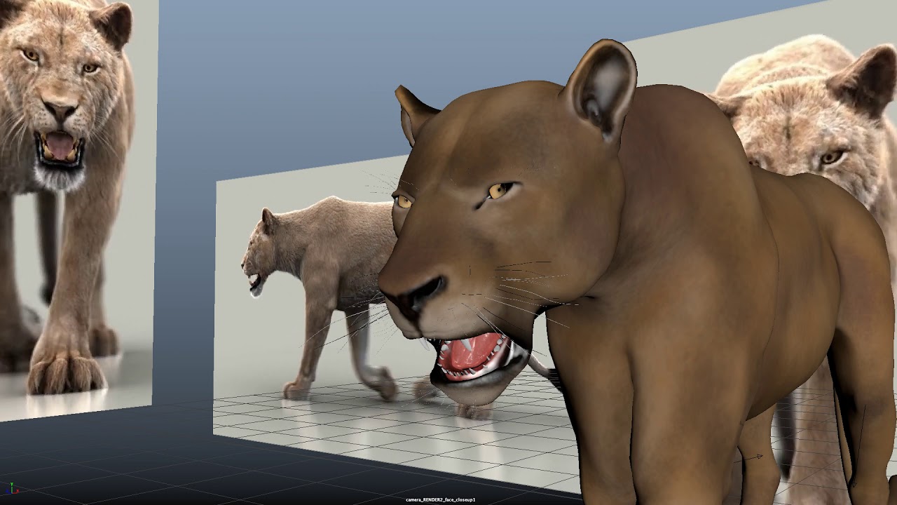 Lioness face animated closeup2view - YouTube