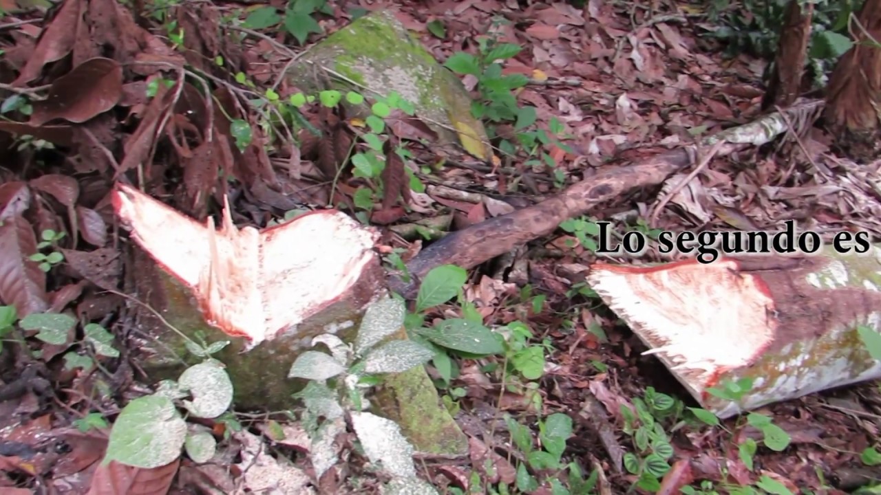como tornear madera - YouTube