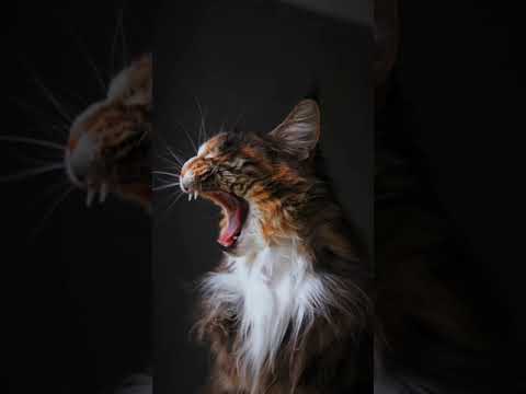 real Tiger in home 💯 cat love #HIRDEYE224 - YouTube