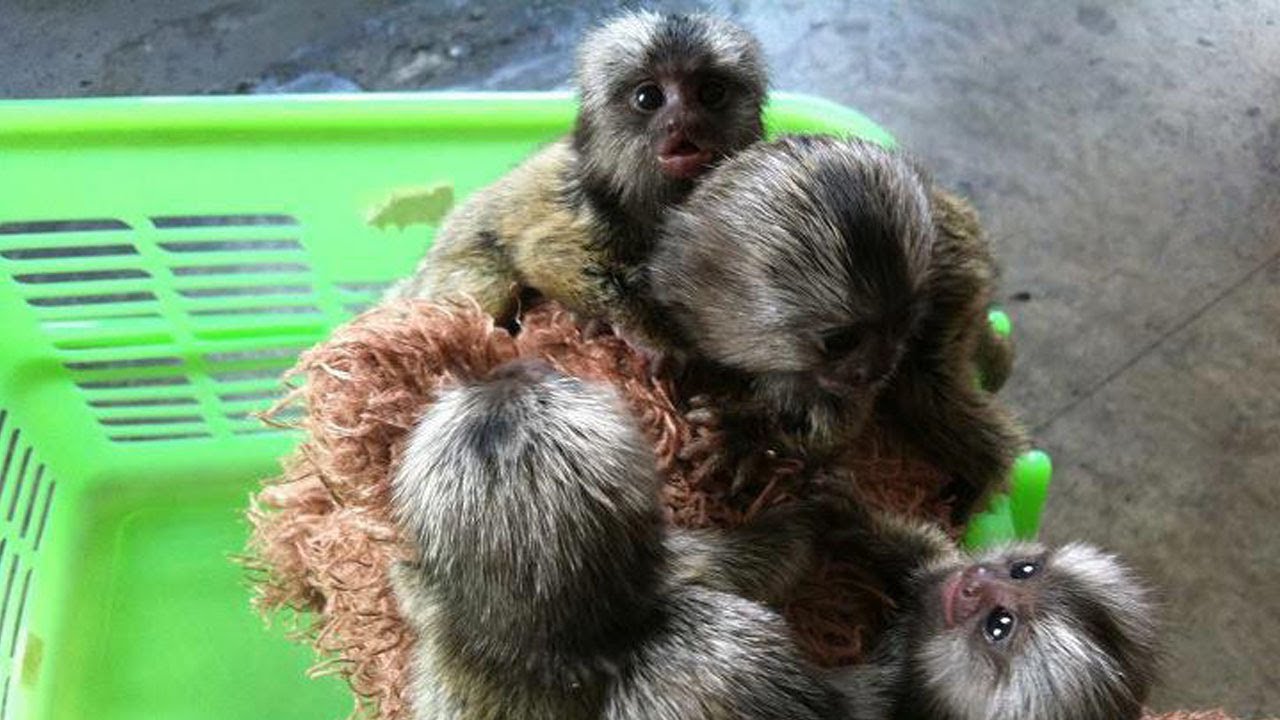 So adorable Common marmoset, Pygmy marmoset and Tamarin Monkey - YouTube