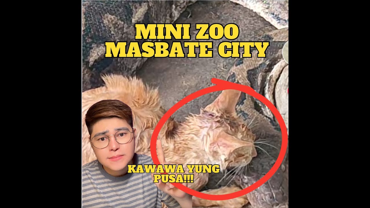 Boycott Masbate Mini Zoo, buhay na pusa ang pinapakain sa alagang ahas ...