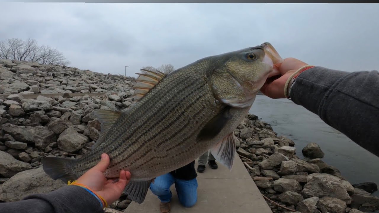 Absolutely CRAZY day of Wiper Fishing!! (PB BROKEN) - YouTube