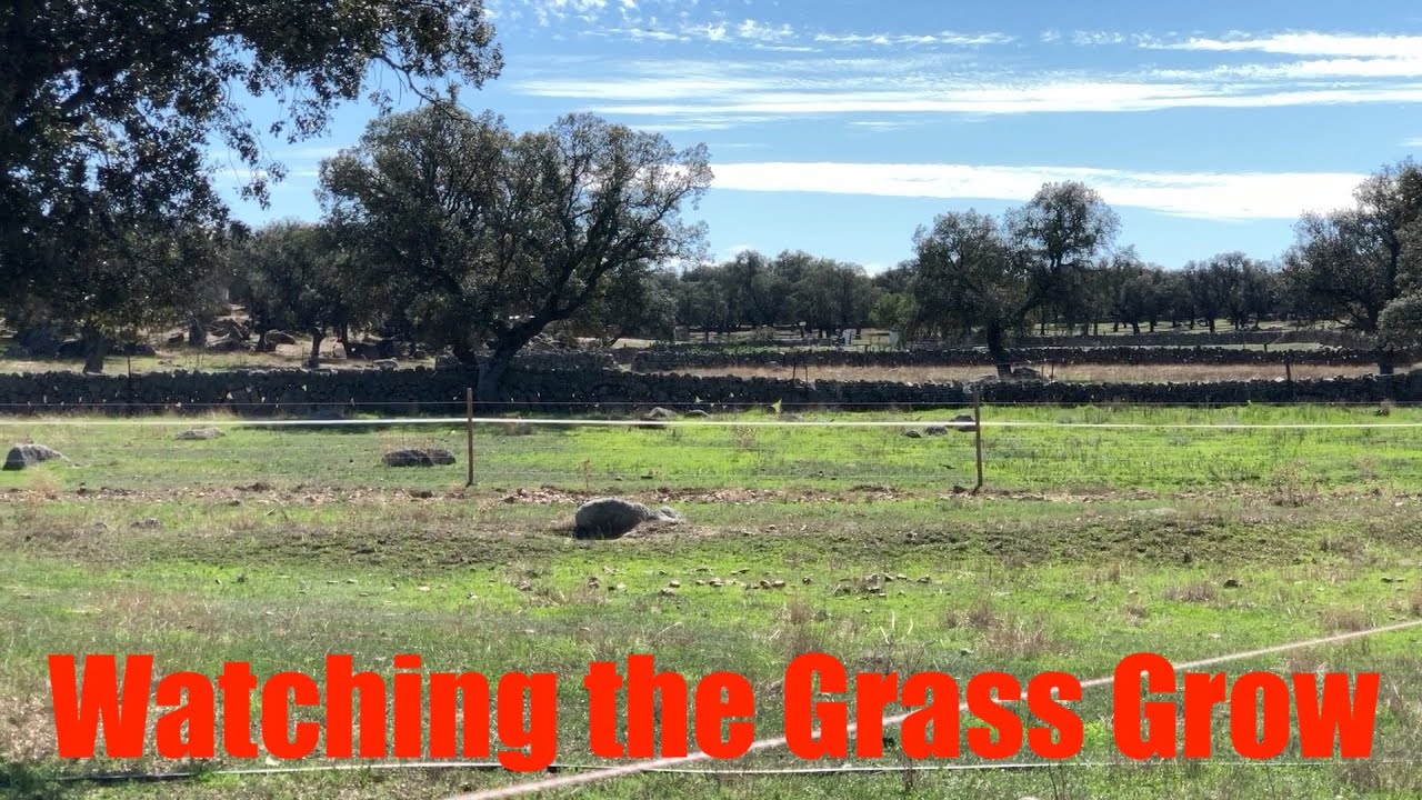 Watching the Grass Grow - YouTube
