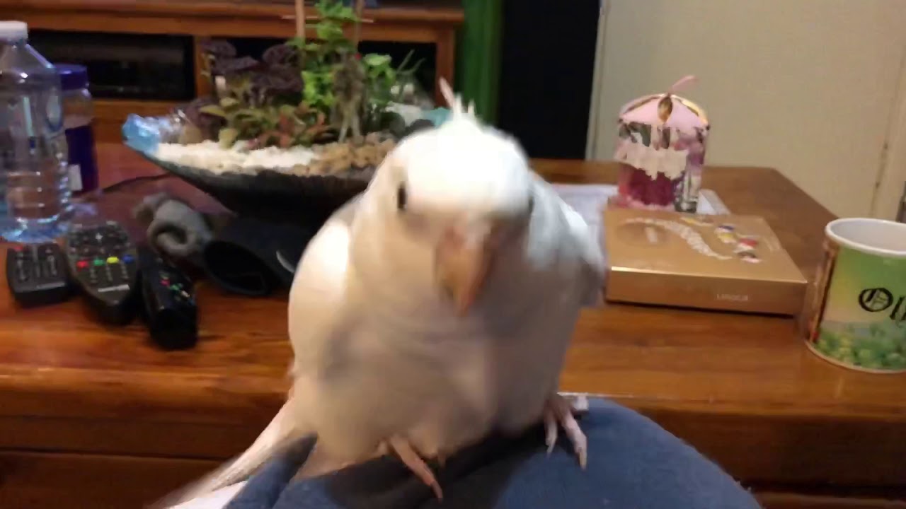 Dancing and singing cockatiel - YouTube