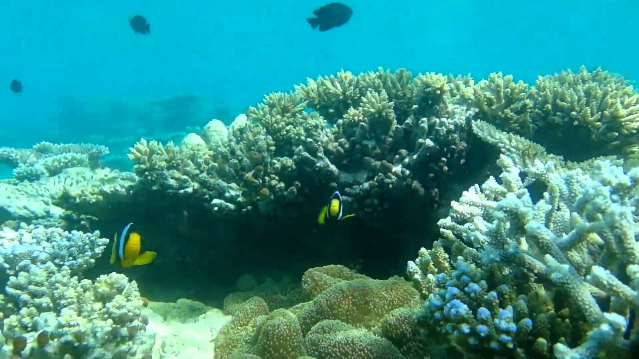 FUJIFILM XQ1 Underwater Movie in Maldives