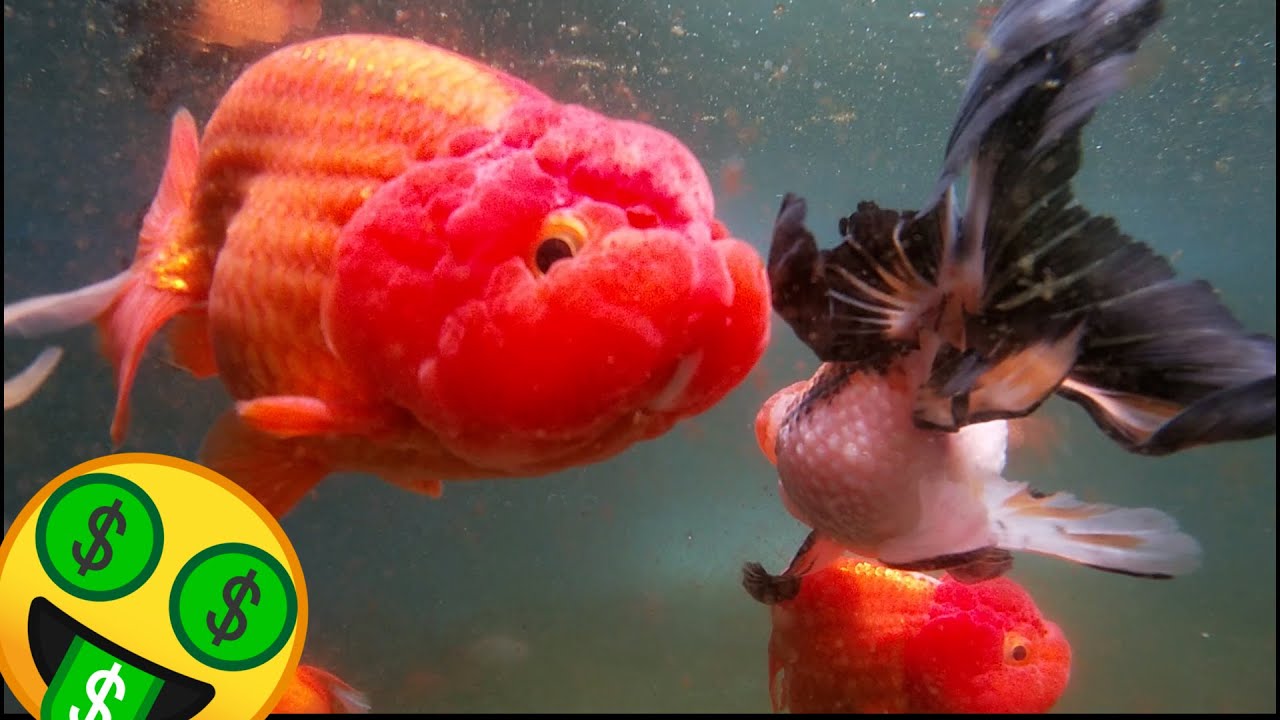 Los Goldfish mas EXOTICOS El Baron del Goldfish Mario Blogs - YouTube