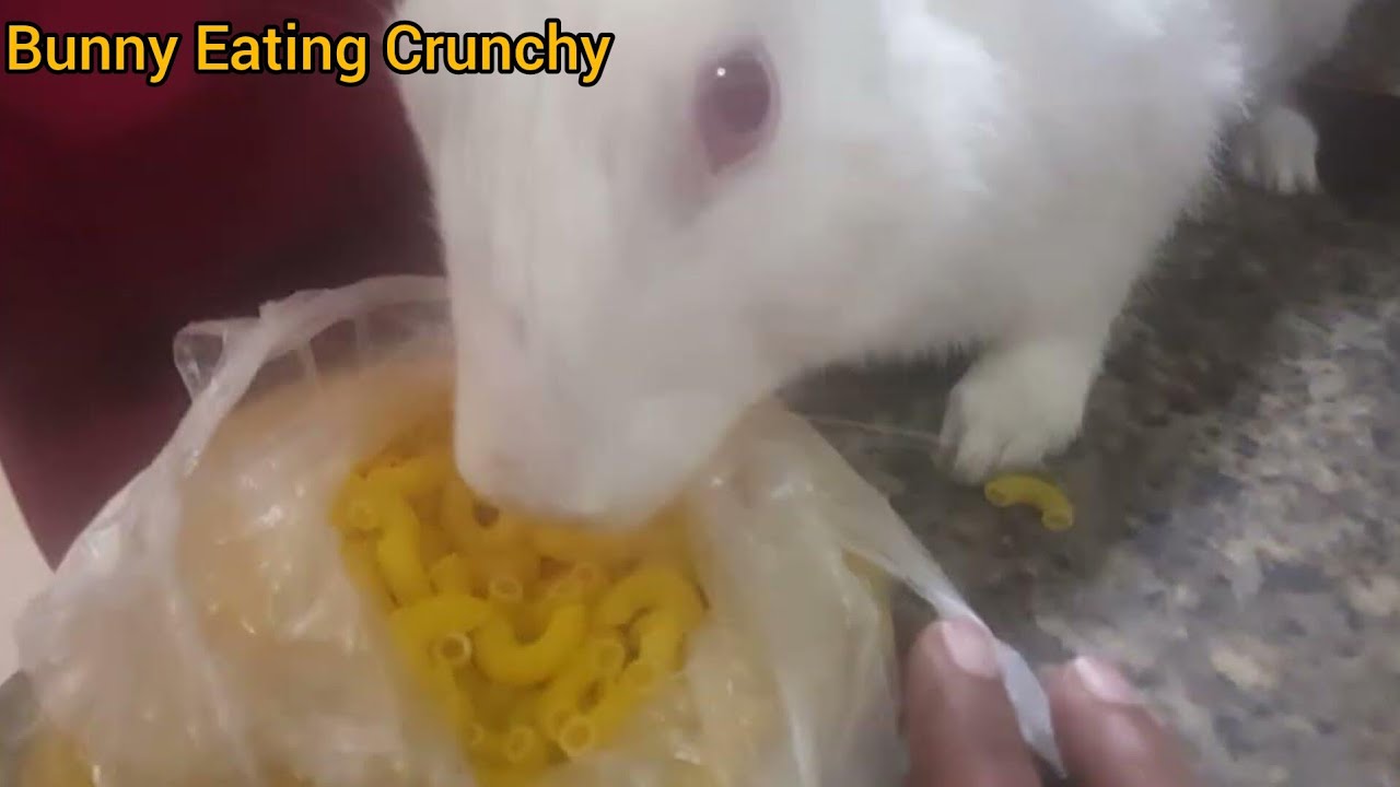 Rabbit Eating Crunchy So Crispy - YouTube