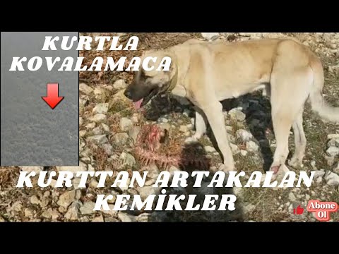 KÖPEKLERİMLE KURTLARIN SAVAŞI. DUMAN KURDUN YEDİĞİ KOYUN ARTIĞINI BULDULAR (Kangal-Kurt)