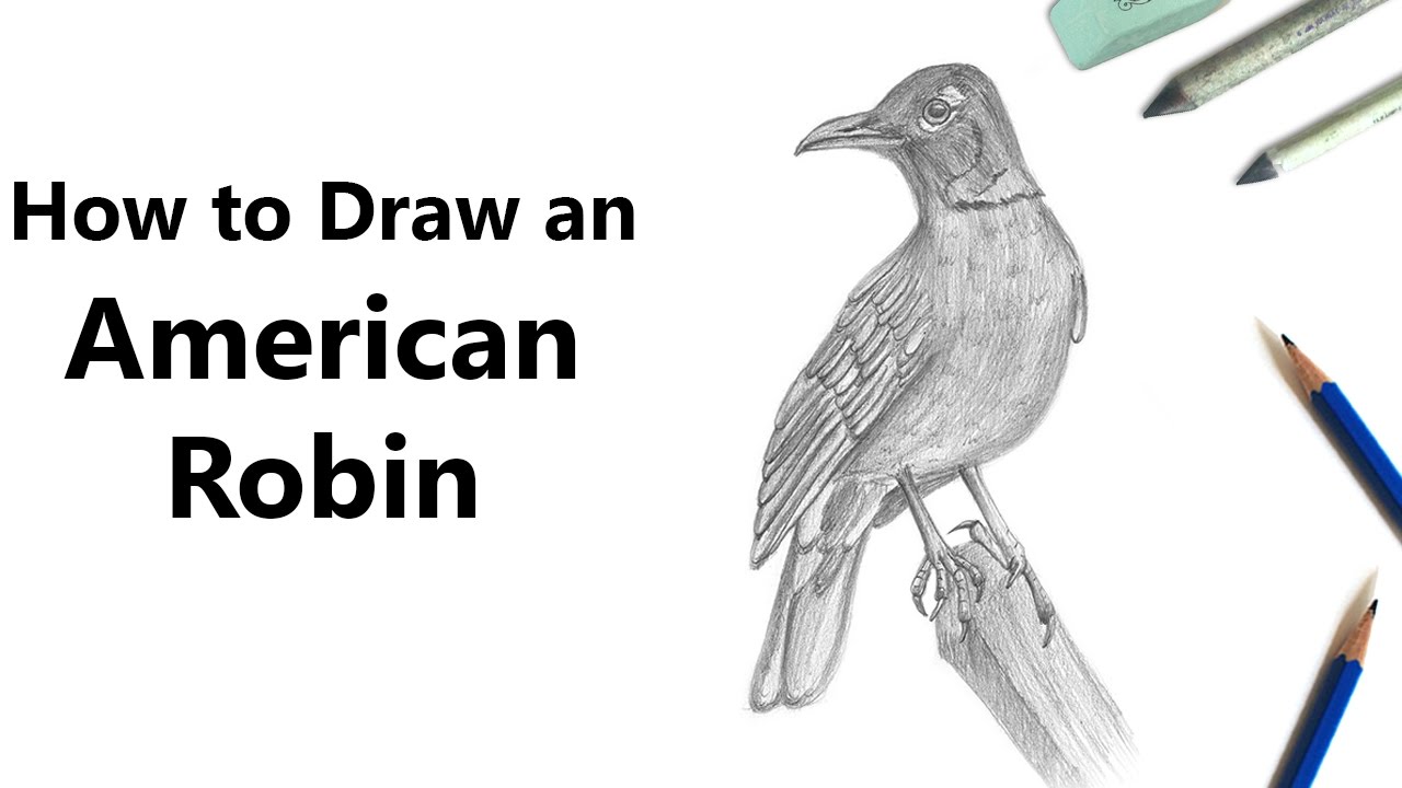 How to Draw an American robin with Pencils [Time Lapse] - YouTube