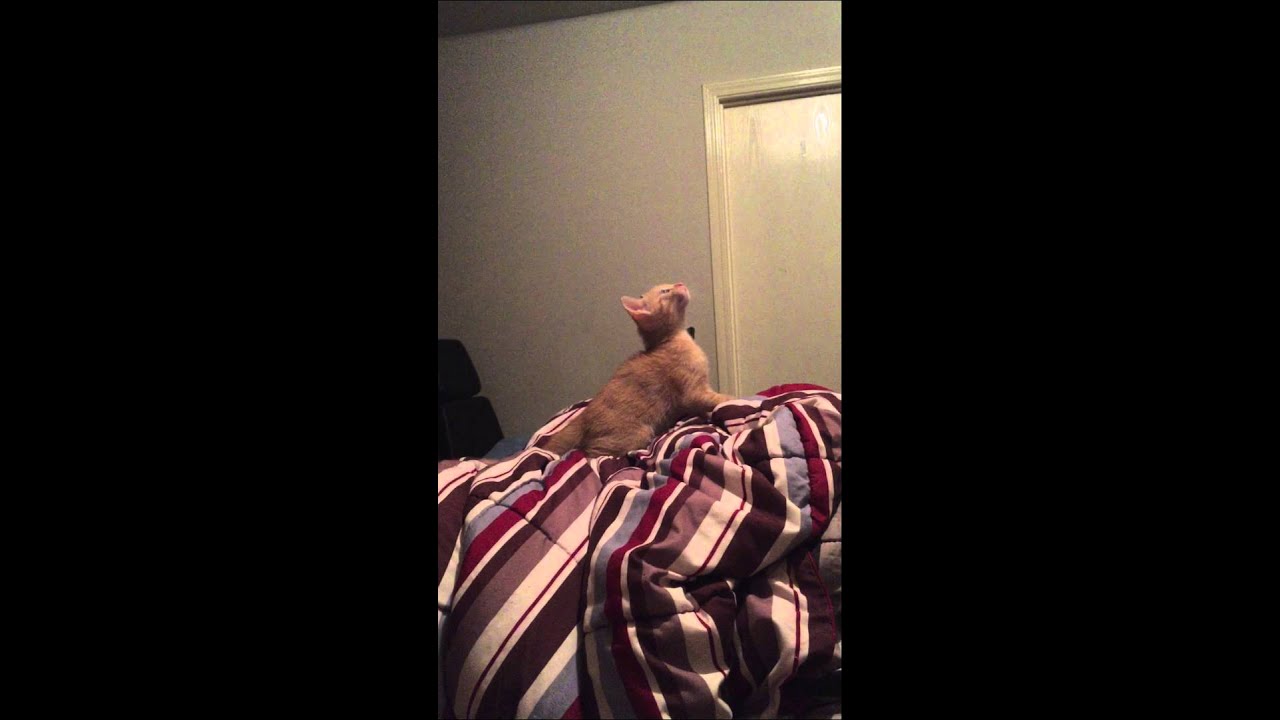 Kitten spitting at the celling fan - YouTube