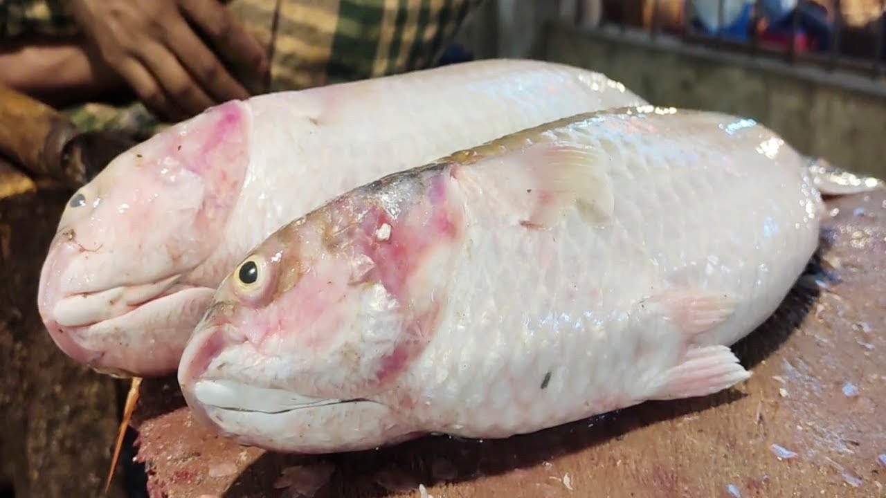 Amazing Cutting Skills - Fastest BIG MULLET FISH Cutting By Expert Fish ...