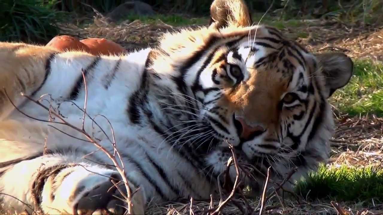 Carolina Tiger Rescue- Thanks for sending us to Dreamforce! - YouTube