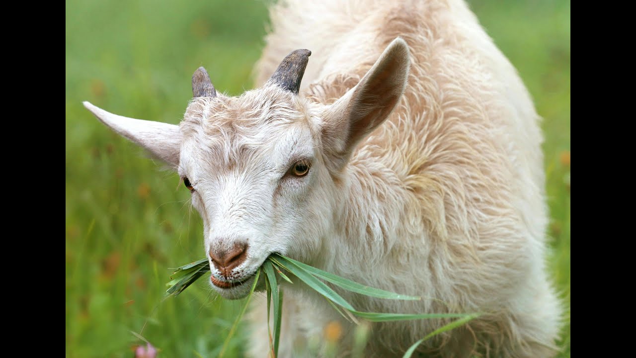 How I Bought A GOAT For 500 Cedis To Start My GOAT FARMING PROJECTS how-i-bought-a-goat-for-500-cedis-to-start-my-goat-farming-projects