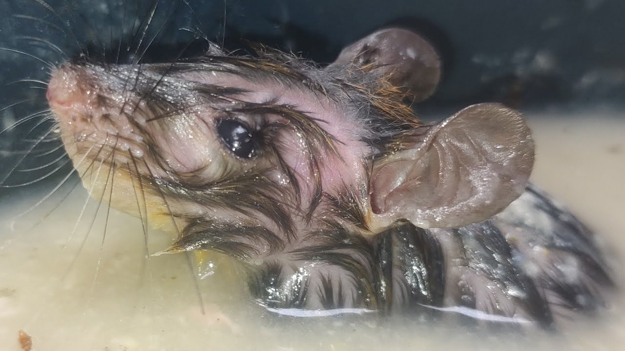 CHUHA fas GAYA 🐭🐁!! MOUSE/RAT LIFE !! নিগনিৰ বিলৈ ।। Gobin Kumar nath ...