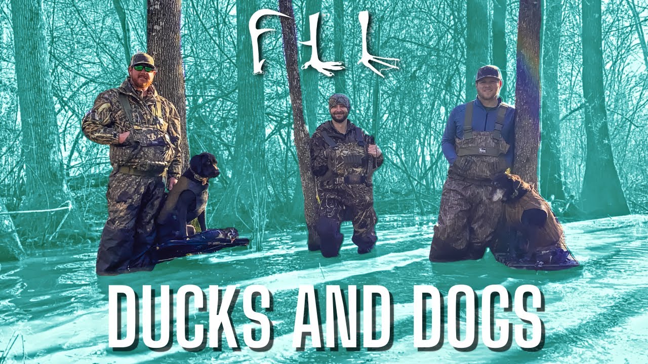 DUCKS and DOG TRAINING | A DOGS FIRST HUNT | FALL LINE LEGION - YouTube