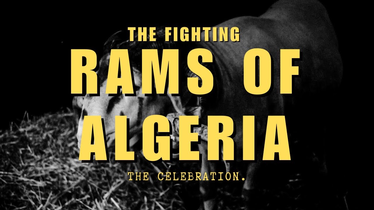 The Fighting Rams of Algeria | The Celebration. - Short Documentary ...