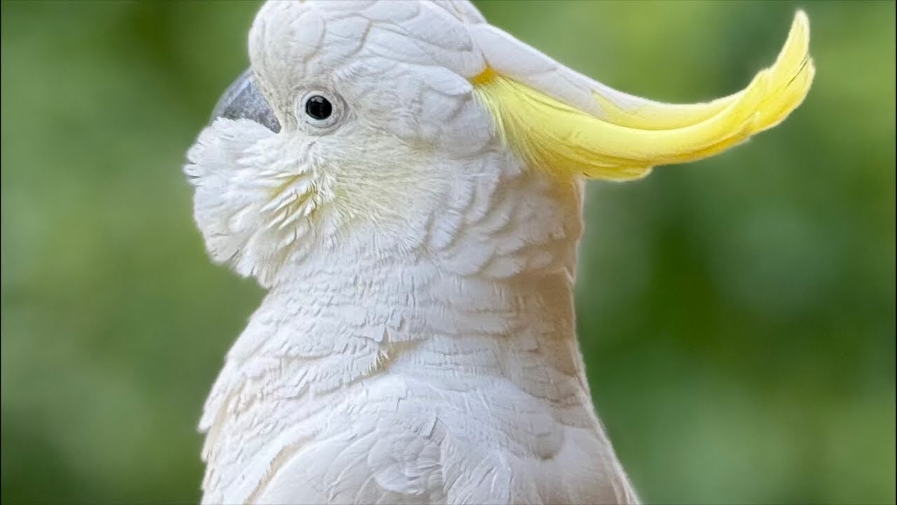 Australian Bird Sounds in the Morning | Beautiful Calls and Songs - YouTube