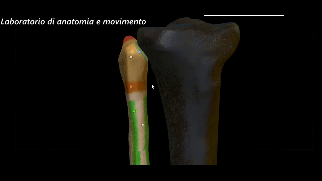 Anatomia: ossa dell'arto inferiore - YouTube