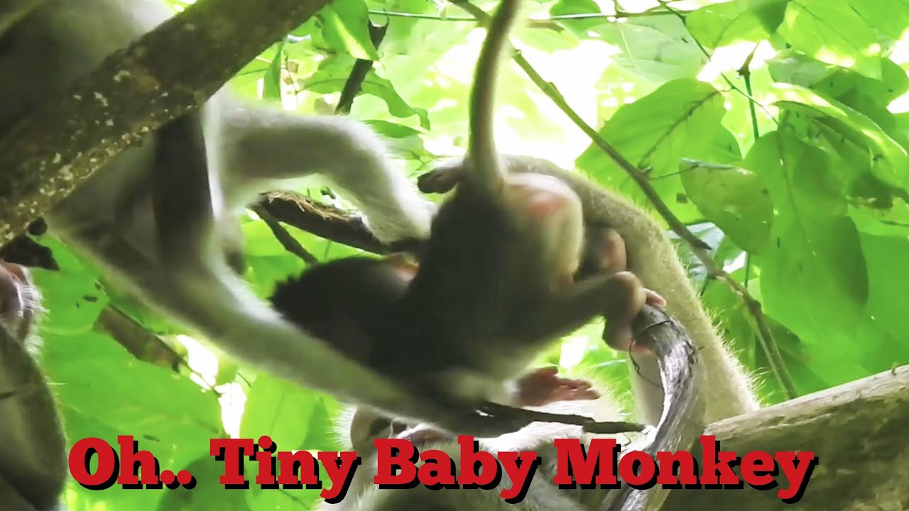 Oh.. Tiny Baby Monkey Doesn't Walk Like That, Monkey Care Adorable ...