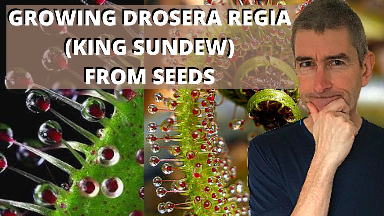 GROWING DROSERA REGIA (KING SUNDEW) FROM SEED - & some amazing facts ...
