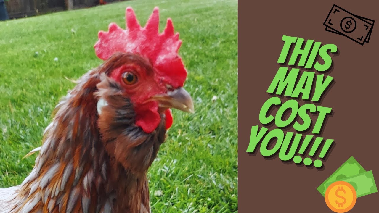 The HIDDEN COST Of Having Backyard Chickens - YouTube