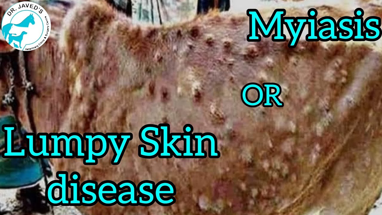 Myiasis|Dermatitis|lumpy Skin disease diagnosis and treatment#dr javed ...