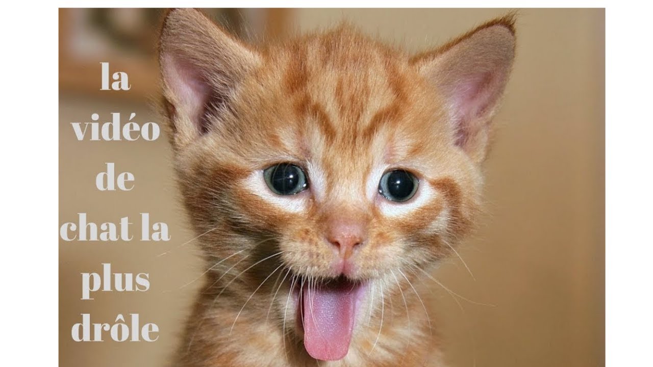 Vidéos chats marrants, A NE PAS RATER !! 🤣🤣 - YouTube