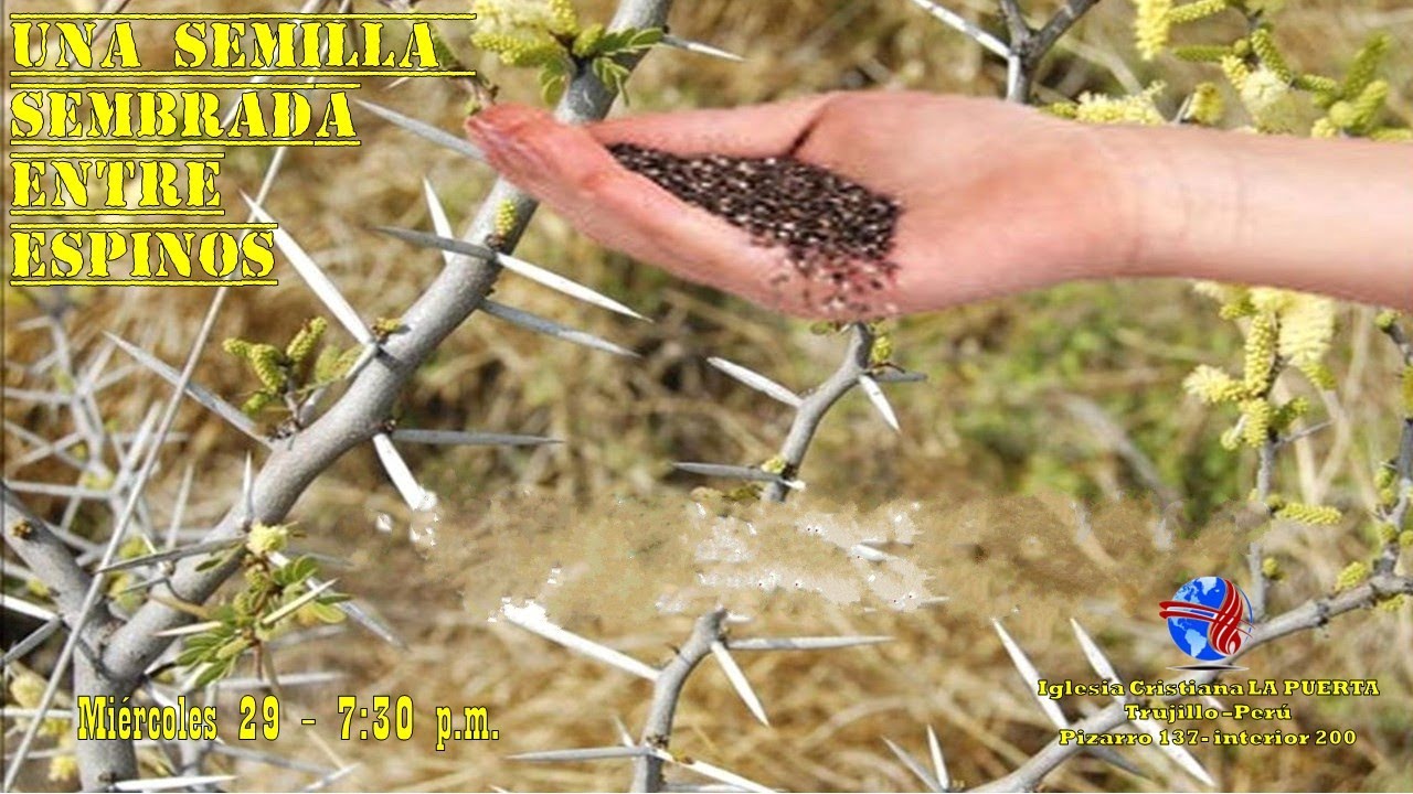 ICC LA PUERTA TRUJILLO PERÚ - PREDICA CRISTIANA:UNA SEMILLA SEMBRADA ...