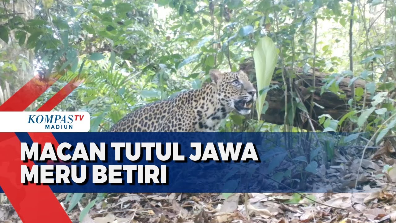 Populasi Macan Tutul Jawa di Taman Nasional Meru Betiri - YouTube