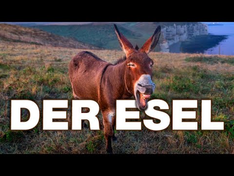 Der Esel - Anatomie und Biologie | Alternative Fakten fürs Referat | Parodie