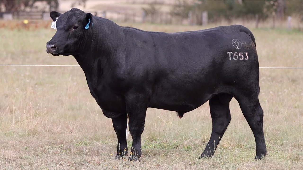 Lot 42 GXN22T653 Kelly Angus 2024 - YouTube