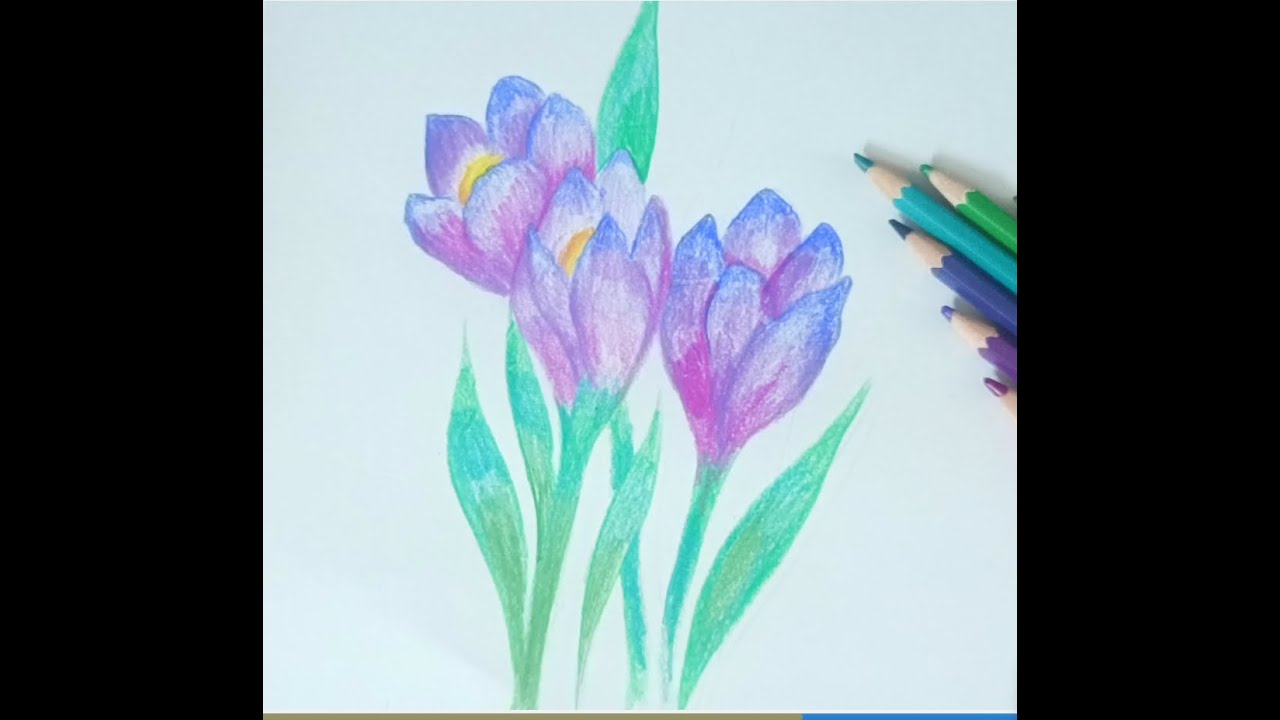 Crocus flower drawing with color pencil step by step for beginners ...
