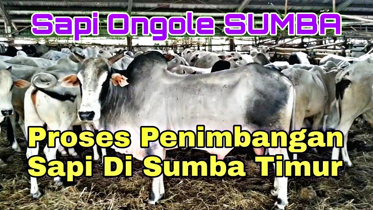 Cara Timbang Sapi Ongole di Karantina Hewan Sumba Timur. #Sapisumba # ...