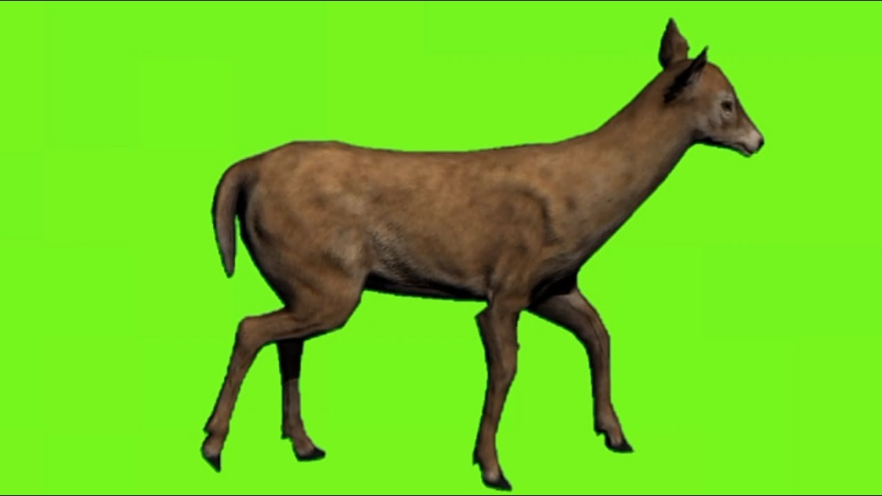 deer green screen - YouTube