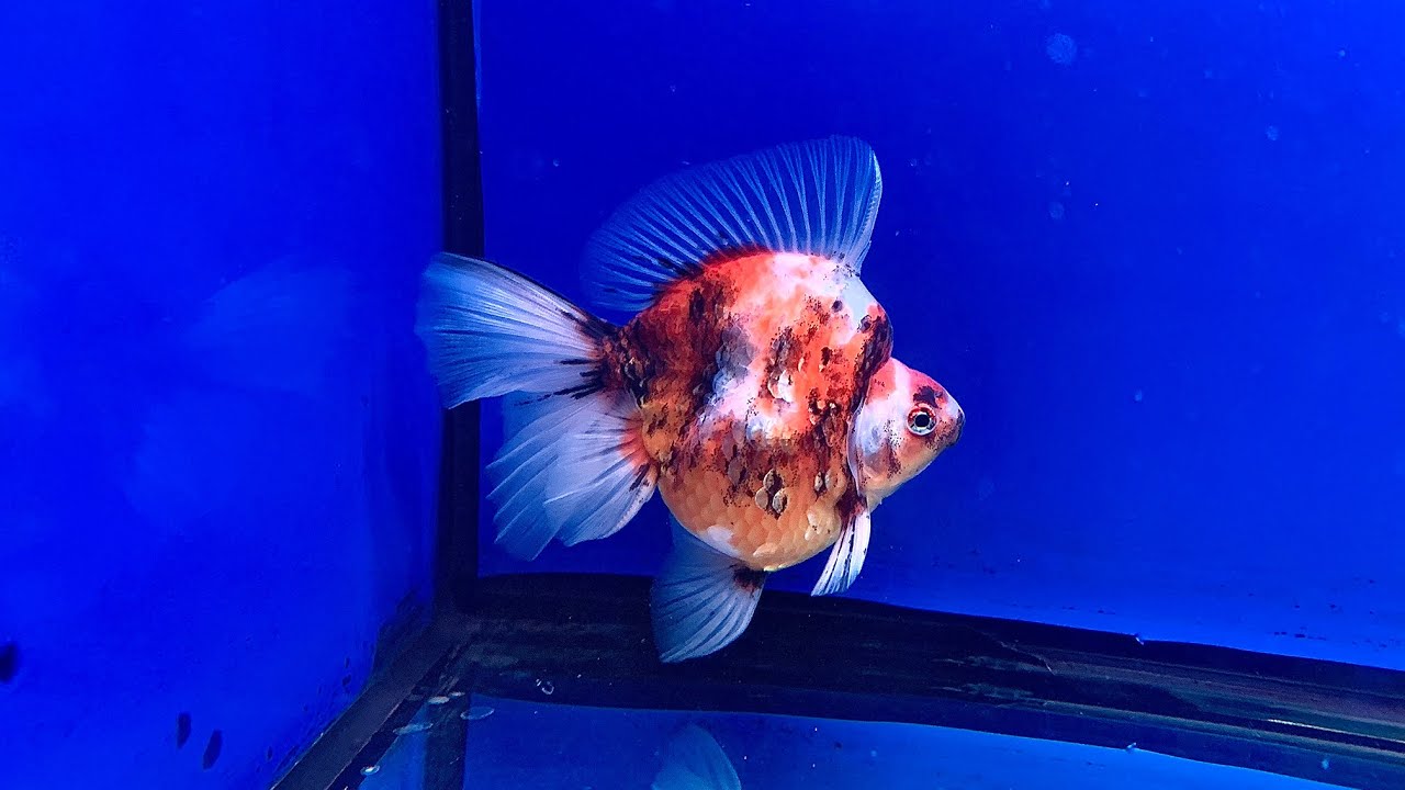 Ryukin Ikan Rapi Maskoki Cantik Beautiful Goldfish Ryukin Long Tail ...